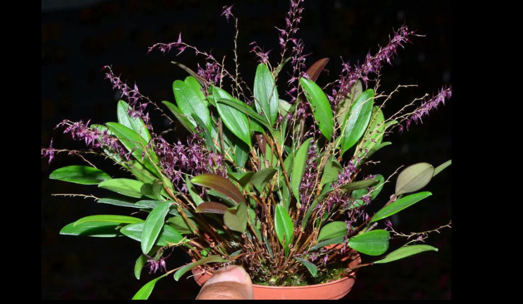 Understanding peñiculs: Causes, Impacts, and Solutions